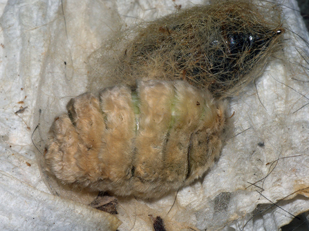 The scarce vapourer moth | Yorkshire Wildlife Trust